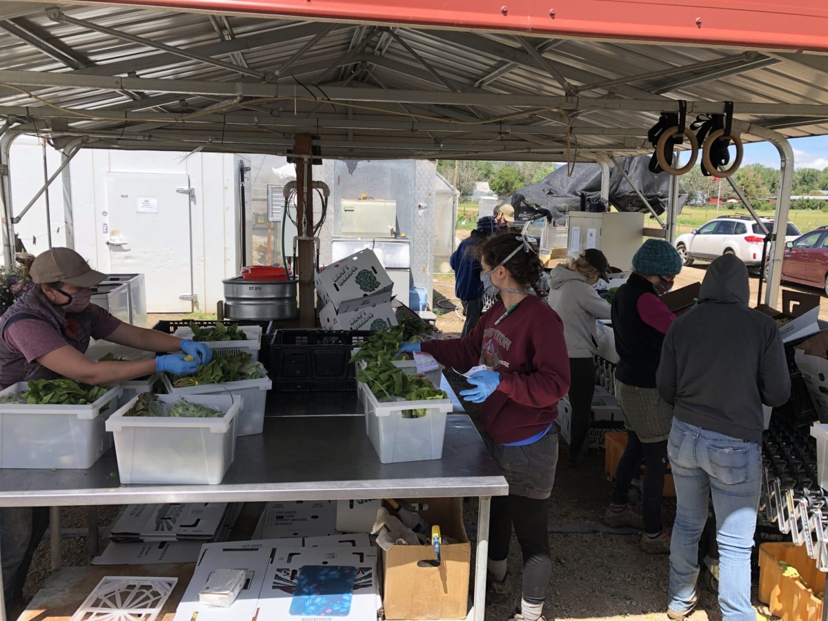 CSA Manager - Kilt Farm